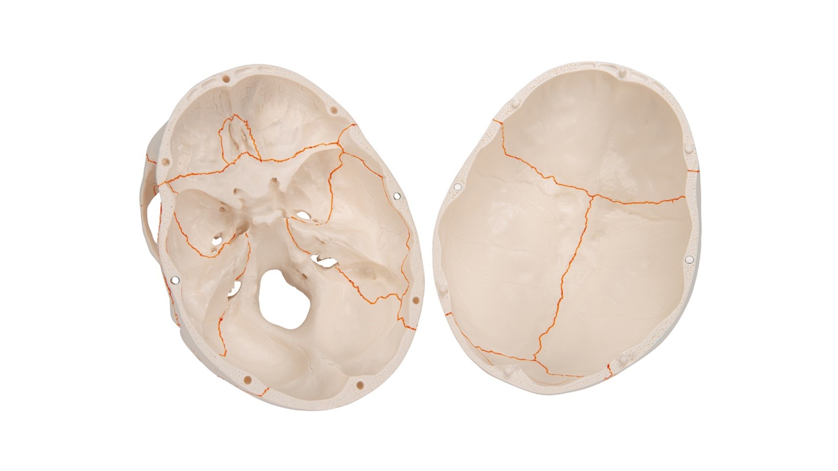 UK 3B Numbered Skull - 3 part | HCE