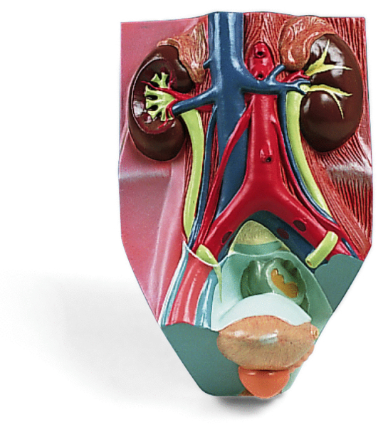 UK 3B Urinary System | HCE