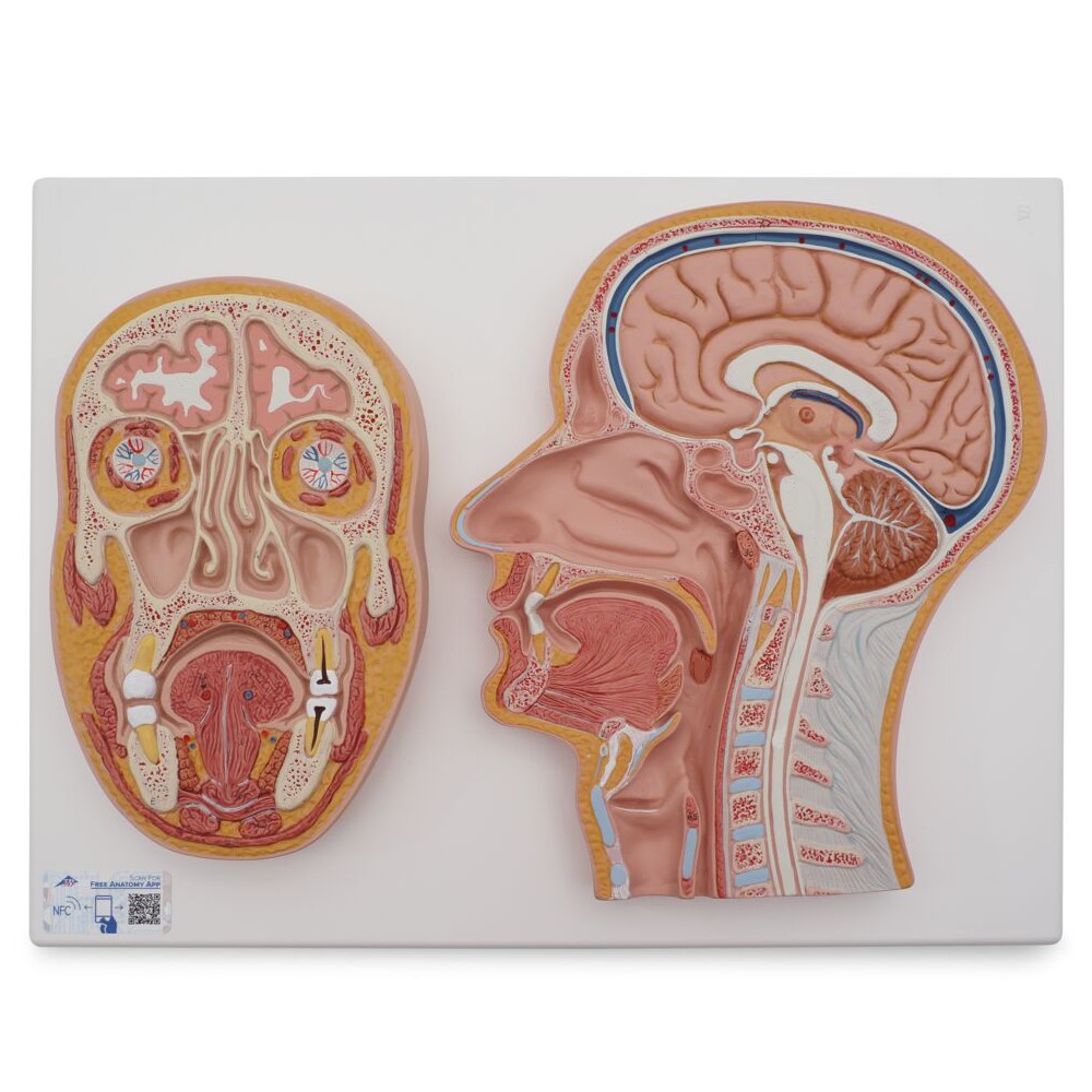 UK 3B Median and Frontal Section of the Head | HCE