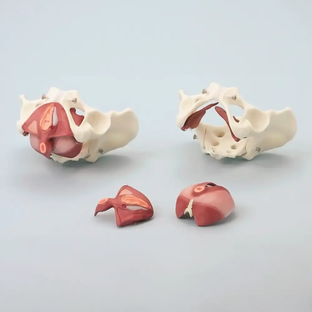 Composite Female Pelvis and Pelvic Floor | HCE Medical