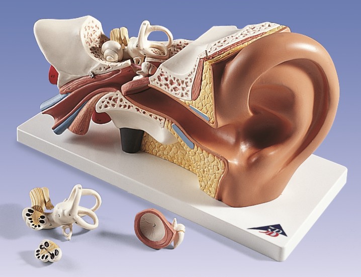 UK 3B Ear, 3 Times Life Size, 4 Parts | HCE