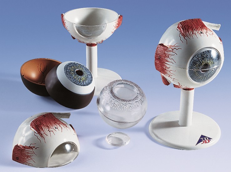 UK 3B Eye Teaching Model on Stand | HCE