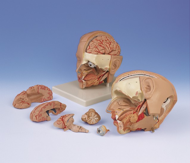 UK 3B Head Model - 6 Parts | HCE