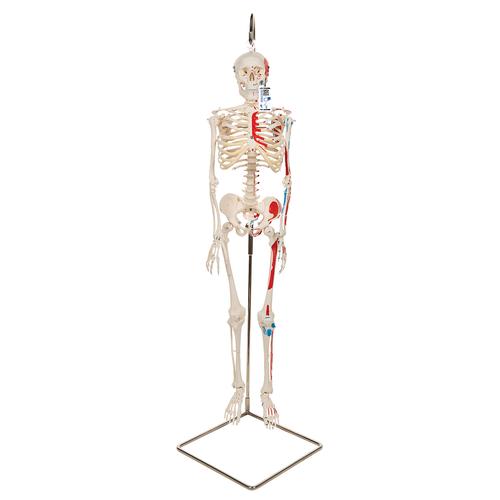 UK 3b Mini Human Skeleton Shorty with Painted Muscles on Hanging Stand ...