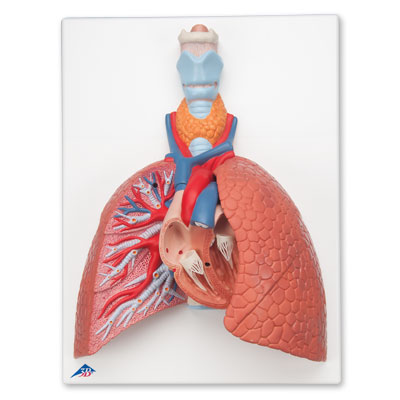 UK 3B Lung Model with larynx - 5 Part | HCE