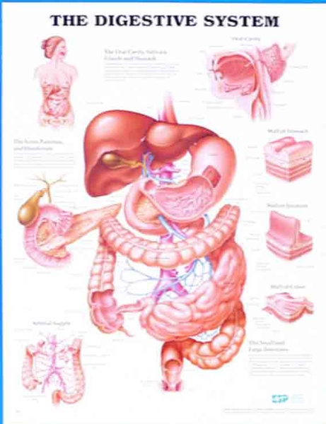 Digestive System Wall Chart | HCE