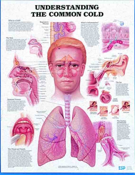 Education Scientific Products - Understanding the Common Cold | HCE