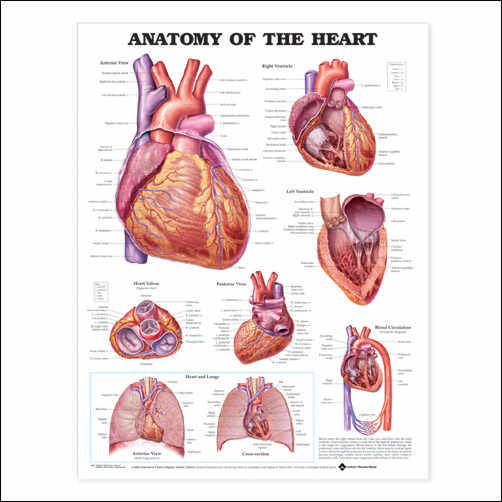 Anatomy Of Heart Wall Chart | HCE