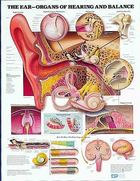 Ear Wall Chart | HCE