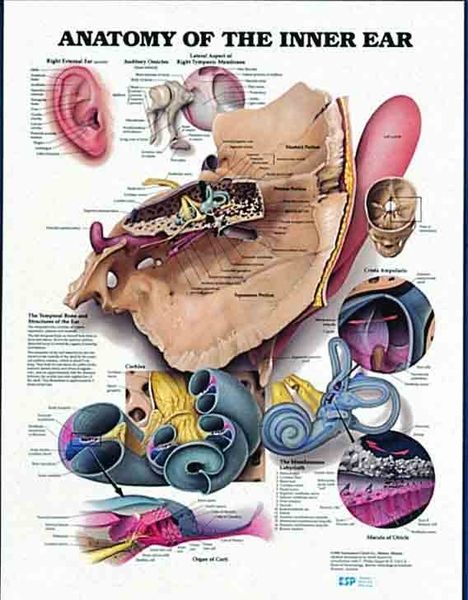 Education Scientific Products - Anatomy of the Inner Ear | HCE