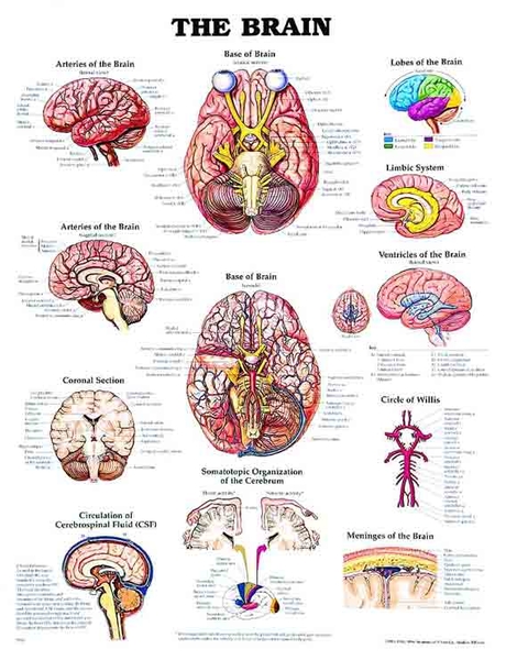 The Brain Wall Chart | HCE