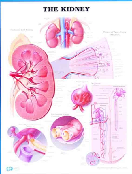 Kidney Wall Chart | HCE