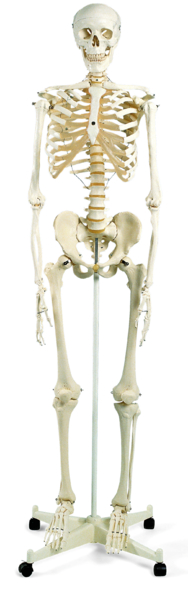 UK 3B Standard Human Skeleton | HCE