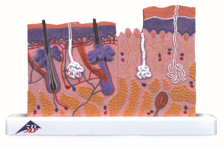 UK 3B Skin Section | HCE