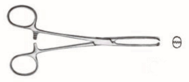 Allis Tissue Forceps 3:4 6 | HCE
