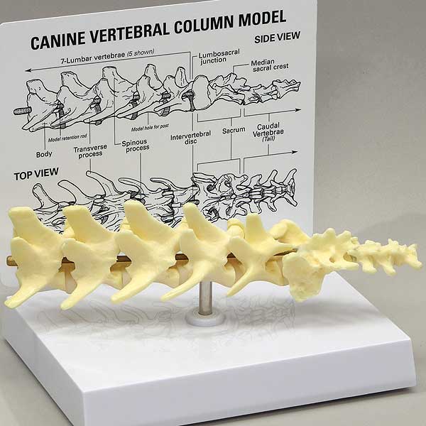Canine Vertebral Column | HCE