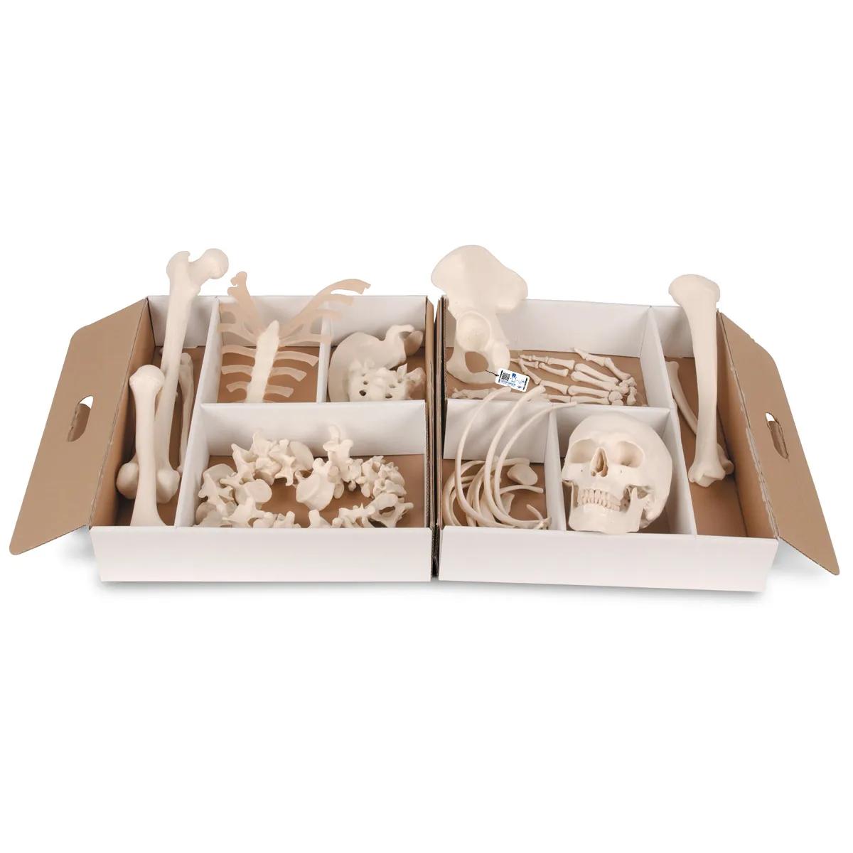 Disarticulated Half Human Skeleton Model | HCE