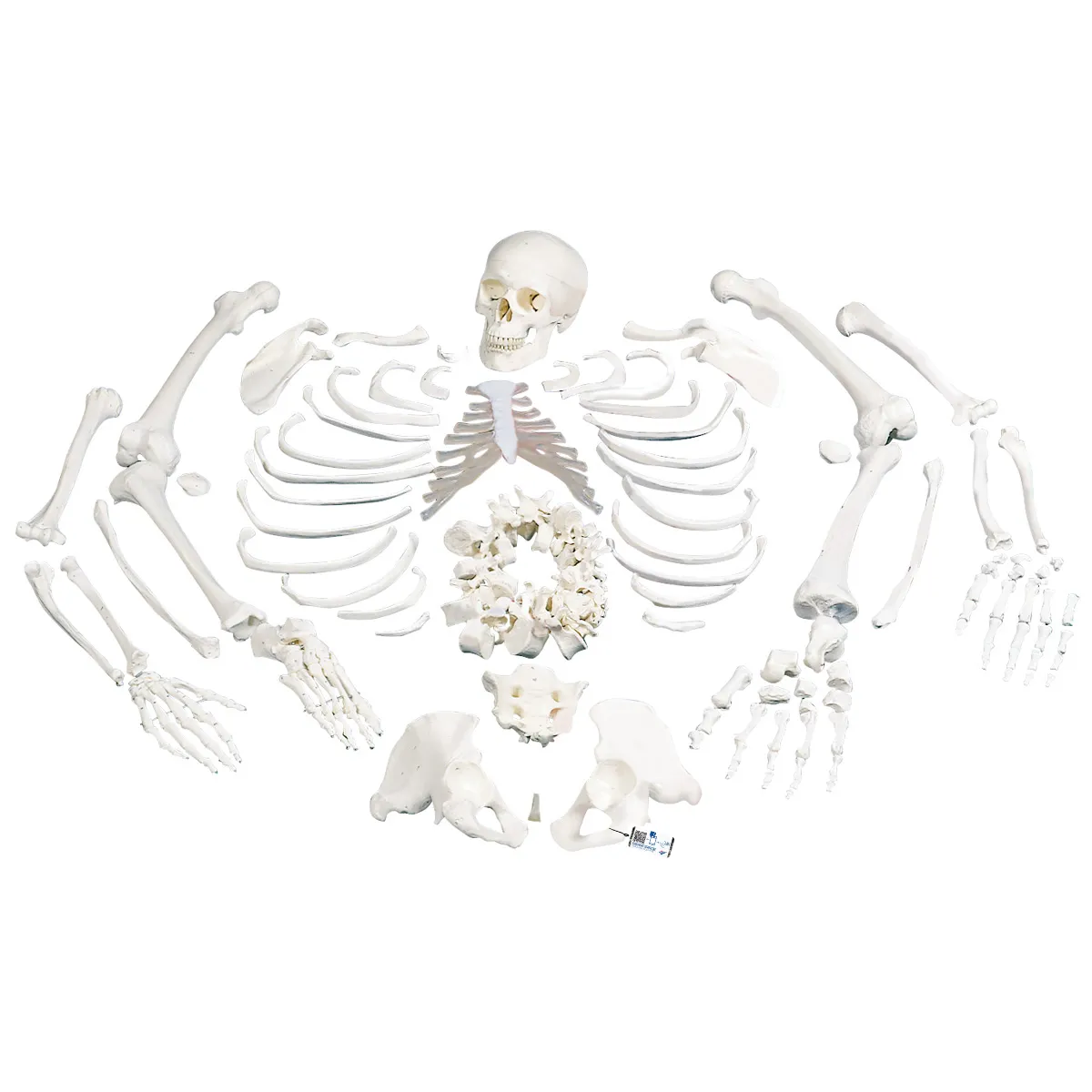 Disarticulated Human Skeleton Model | HCE