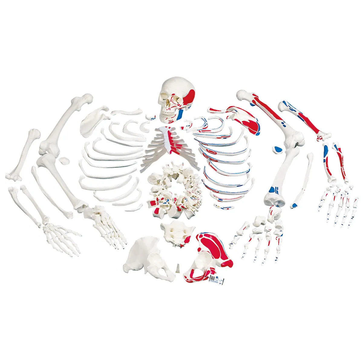 Disarticulated Human Skeleton Model with Painted Muscles | HCE