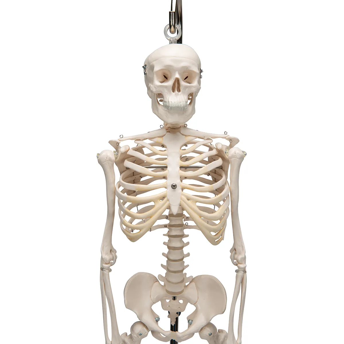 Mini Human Skeleton on Hanging Stand | HCE