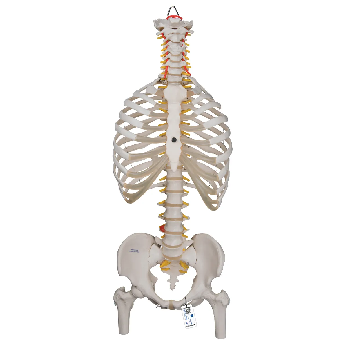Classic Flexible Spine with Ribs & Femur | HCE
