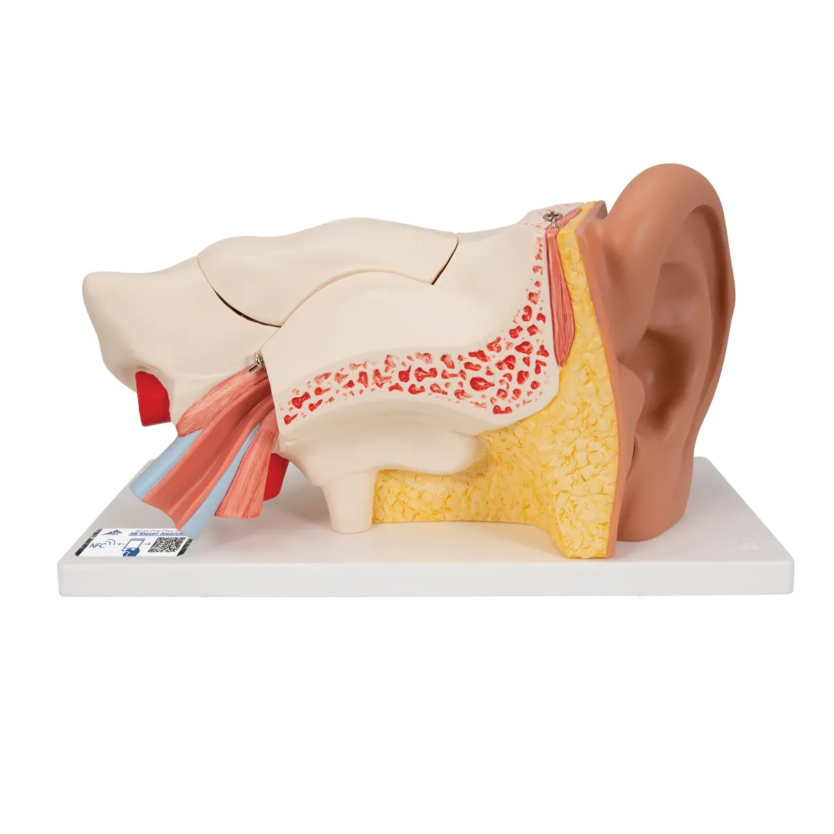 Human Ear Model - 3 Times Life-Size - 6 Part | HCE