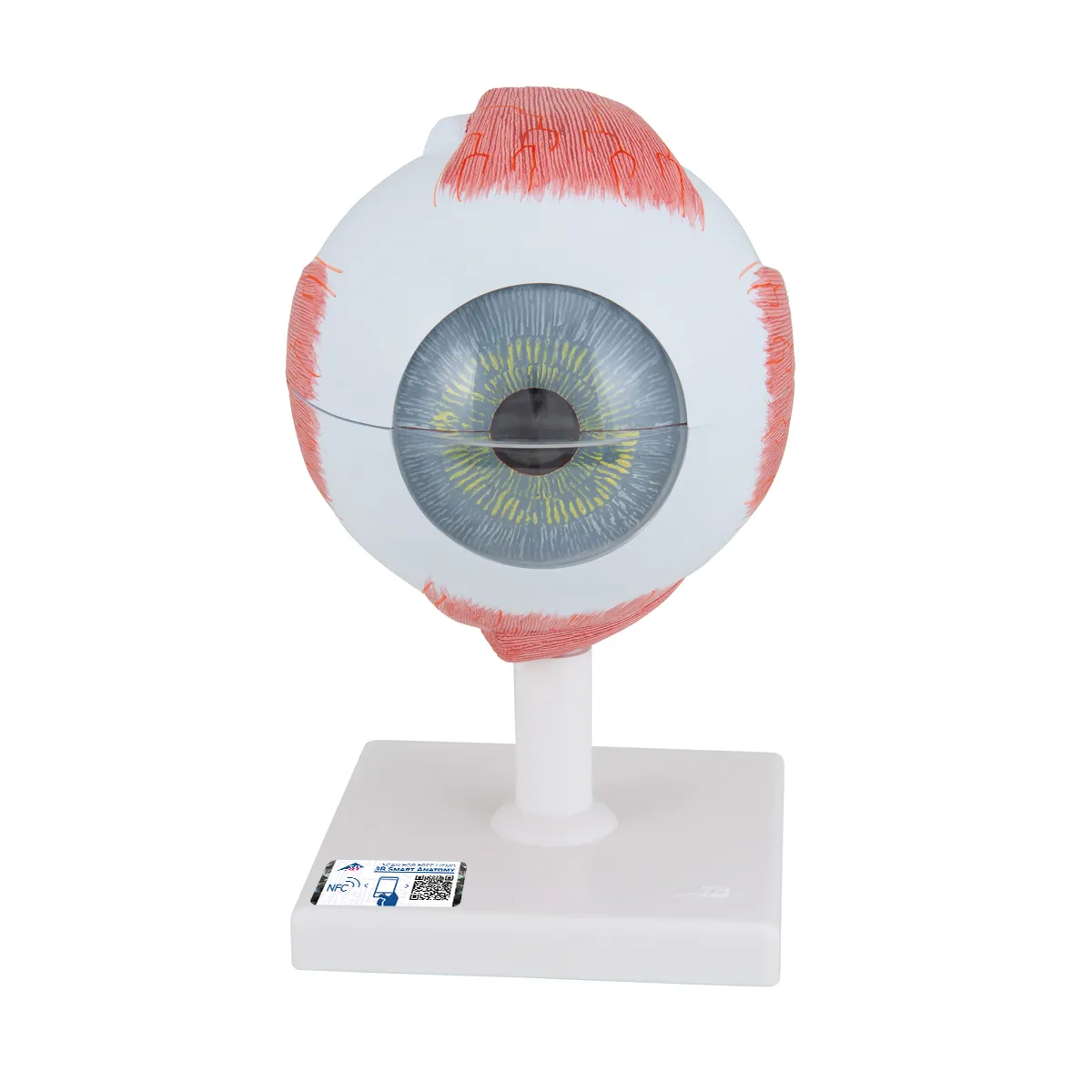 Human Eye Model - 5 Times Full-Size - 6 Part | HCE