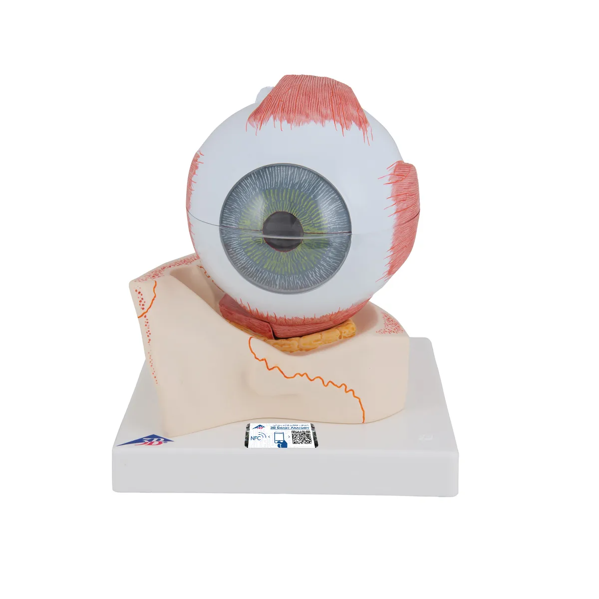 Human Eye Model - 5 times Full-Size - 7 part | HCE