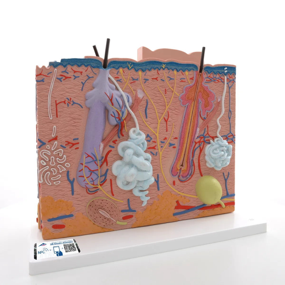 Human Skin Model - 80 times Magnified - 3 part | HCE
