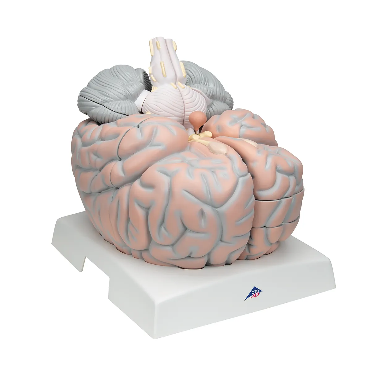 Giant Human Brain Model - 2.5 Times Full-Size | HCE