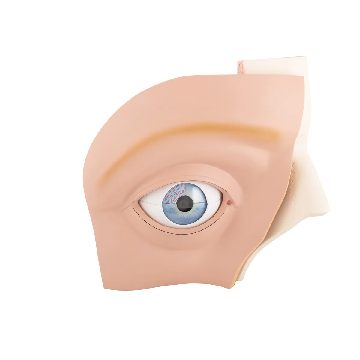 Human Eye Model - 5 times Full-Size - 12 part | HCE