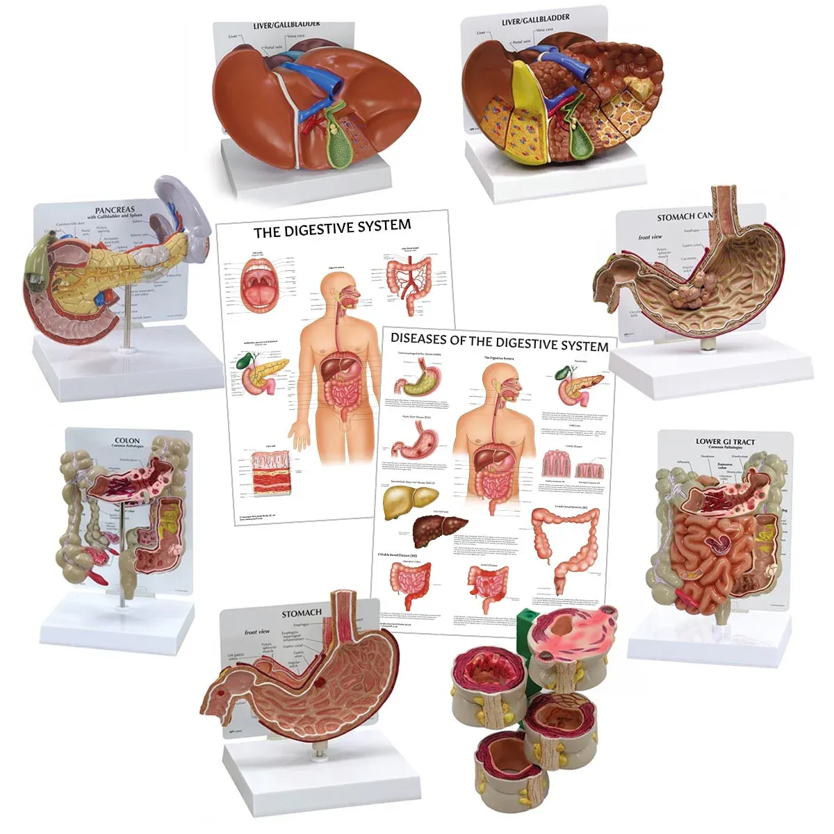 Digestive System Anatomy & Pathology Collection | HCE