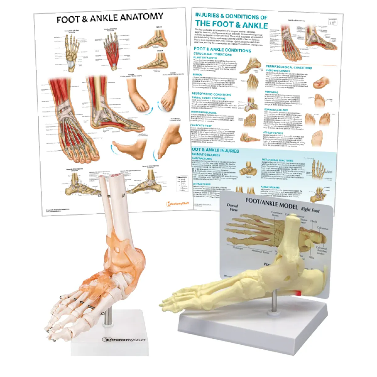 Foot & Ankle Anatomy & Pathology Collection | HCE