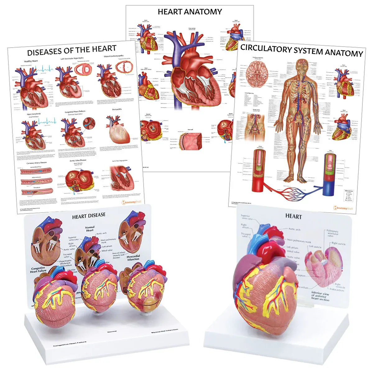 Heart Anatomy & Pathology Collection | HCE