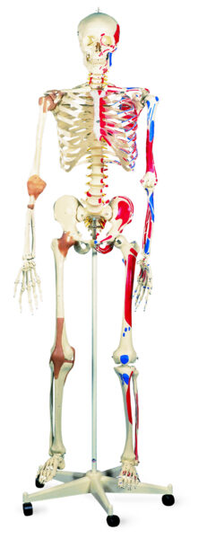 UK 3B Super Skeleton Sam, on 5-feet | HCE