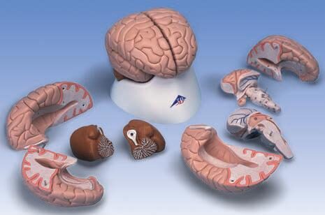 UK 3B Brain Model | HCE