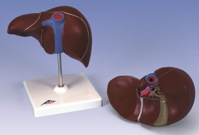 UK 3B Liver with gall bladder | HCE