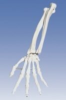 UK 3B Hand Skeleton | HCE