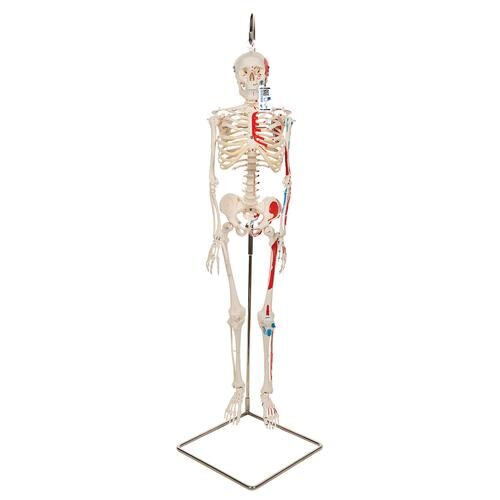 UK 3b Mini Human Skeleton Shorty with Painted Muscles on Hanging Stand ...