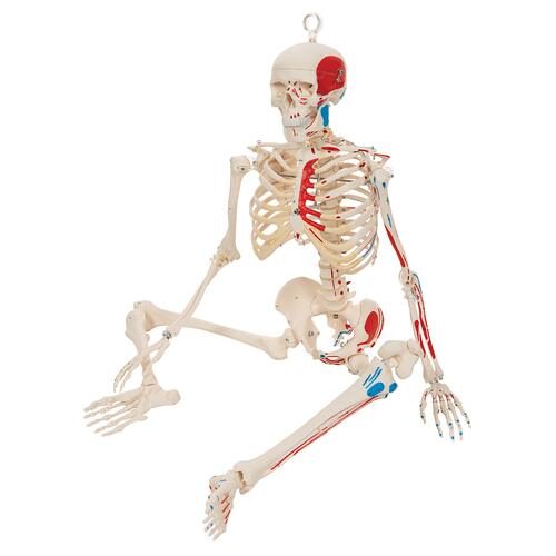 UK 3b Mini Human Skeleton Shorty with Painted Muscles on Hanging Stand ...