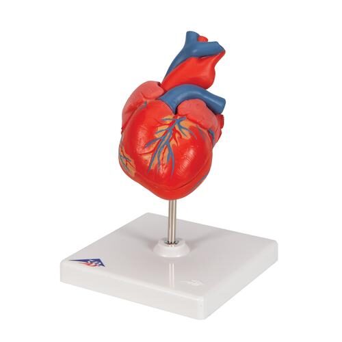 UK 3B Classic Human Heart Model - 2 Part | HCE
