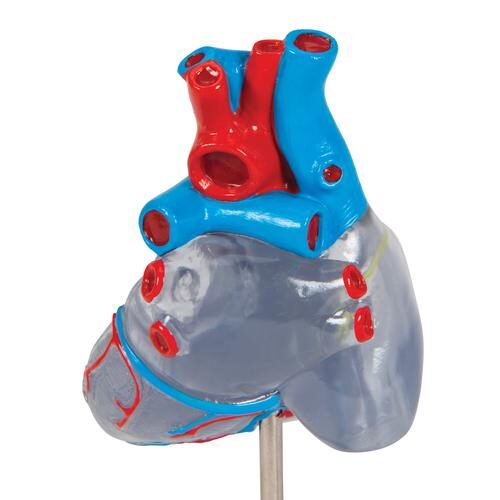 UK 3B Classic Heart with Conducting System | HCE