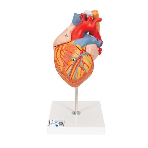 UK 3B Heart Model with Esophagus and Trachea twice Life-Size - 5 part | HCE
