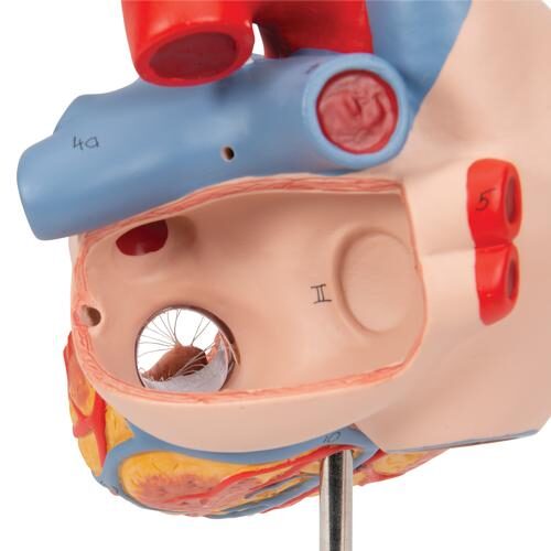 UK 3B Heart Model with Esophagus and Trachea twice Life-Size - 5 part | HCE
