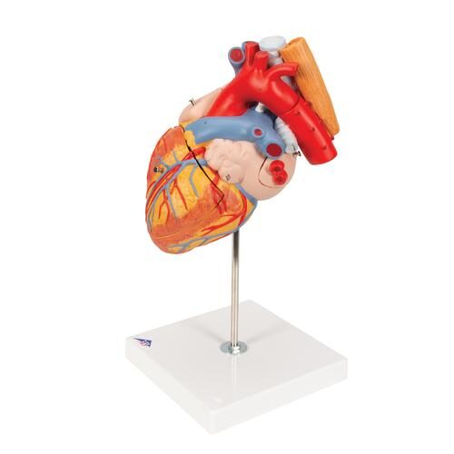 UK 3B Heart Model with Esophagus and Trachea twice Life-Size - 5 part | HCE