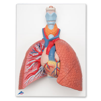 UK 3B Lung Model with larynx - 5 Part | HCE