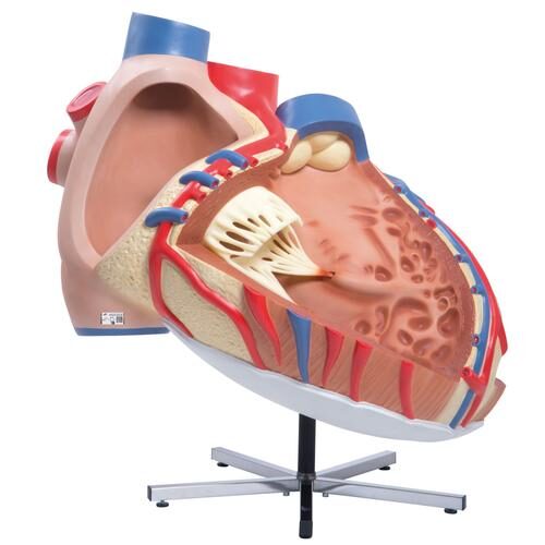 UK 3B Giant Human Heart Model, 8 times Life-Size | HCE