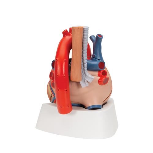 UK 3B Human Heart Model - 7 part | HCE