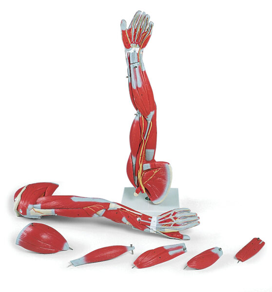 UK 3B Muscle Arm | HCE