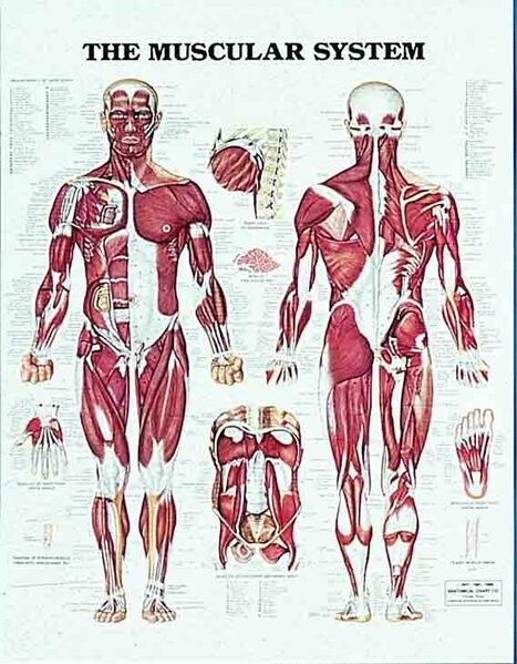 Muscular System Wall Chart | HCE